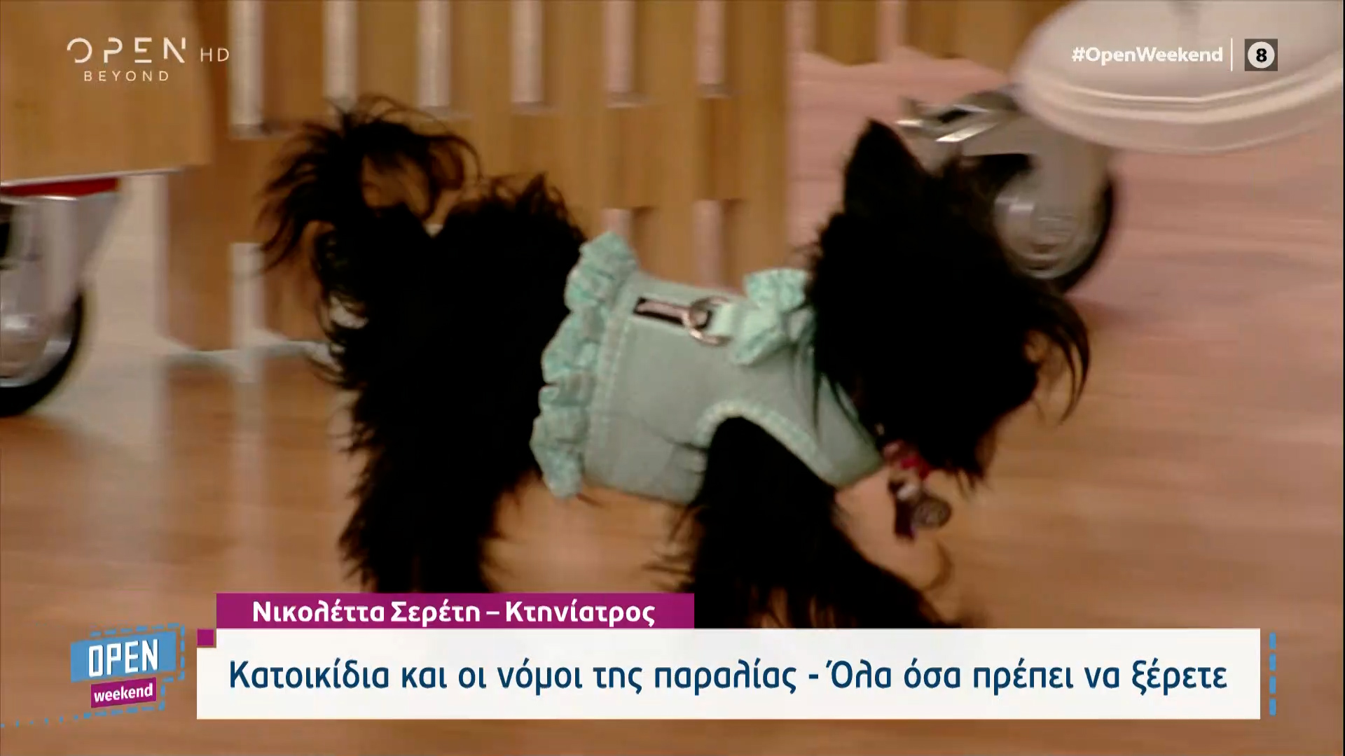 Κατοικίδια και οι νόμοι της παραλίας - Όλα όσα πρέπει να ξέρετε | OPEN TV