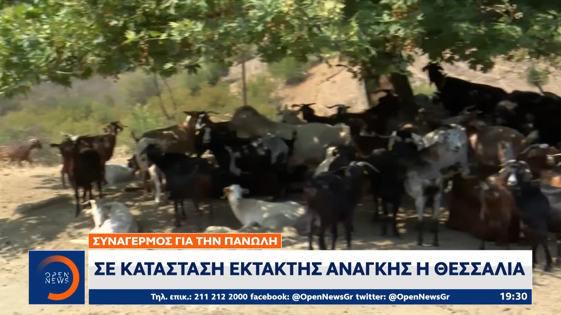 Συναγερμός για την πανώλη στη Θεσσαλία | OPEN TV