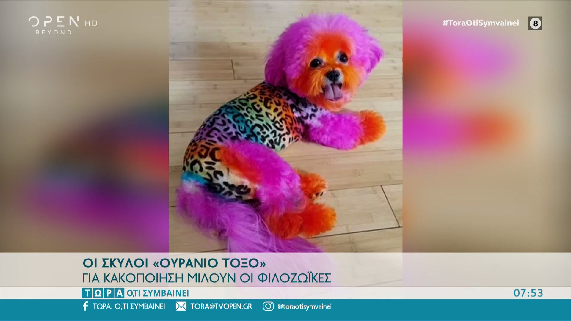 Οι σκύλοι «ουράνιο τόξο» - Για κακοποίηση μιλούν οι φιλοζωικές | OPEN TV