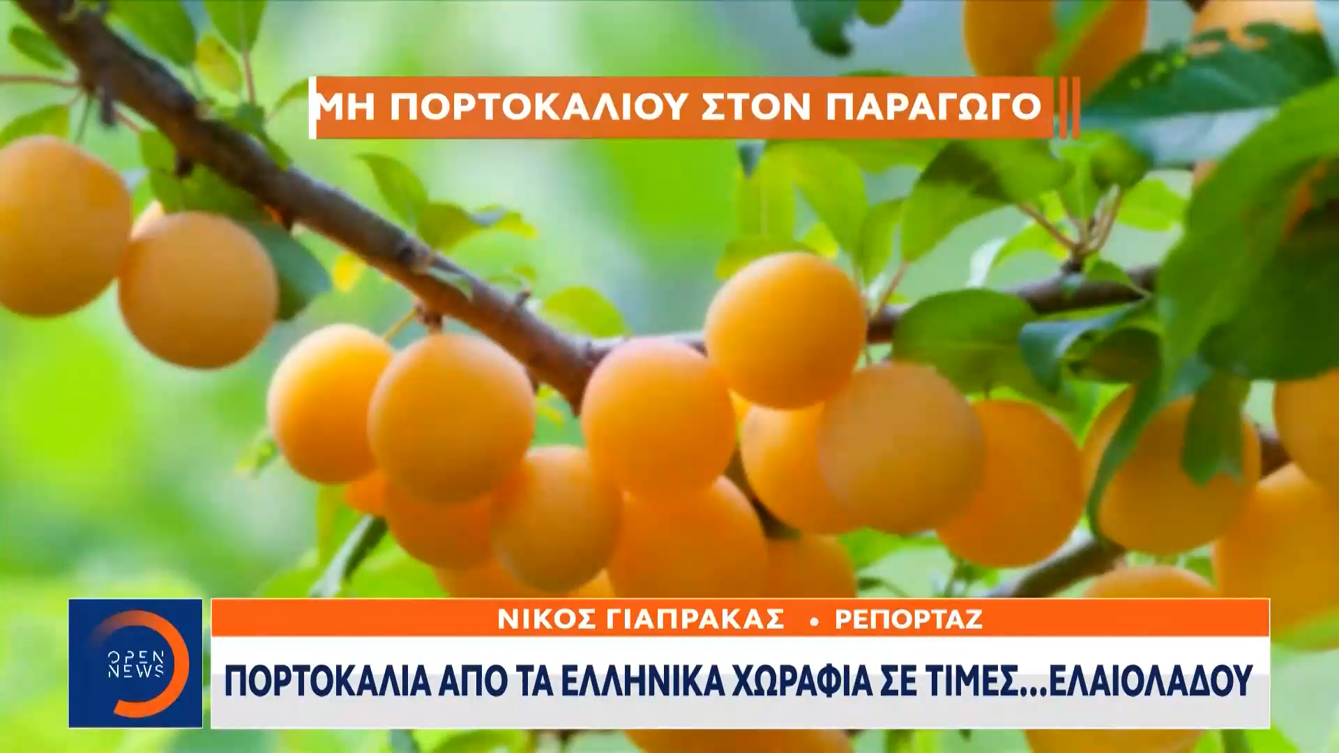 Πορτοκάλια από τα ελληνικά χωράφια σε τιμές ελαιόλαδου | OPEN TV