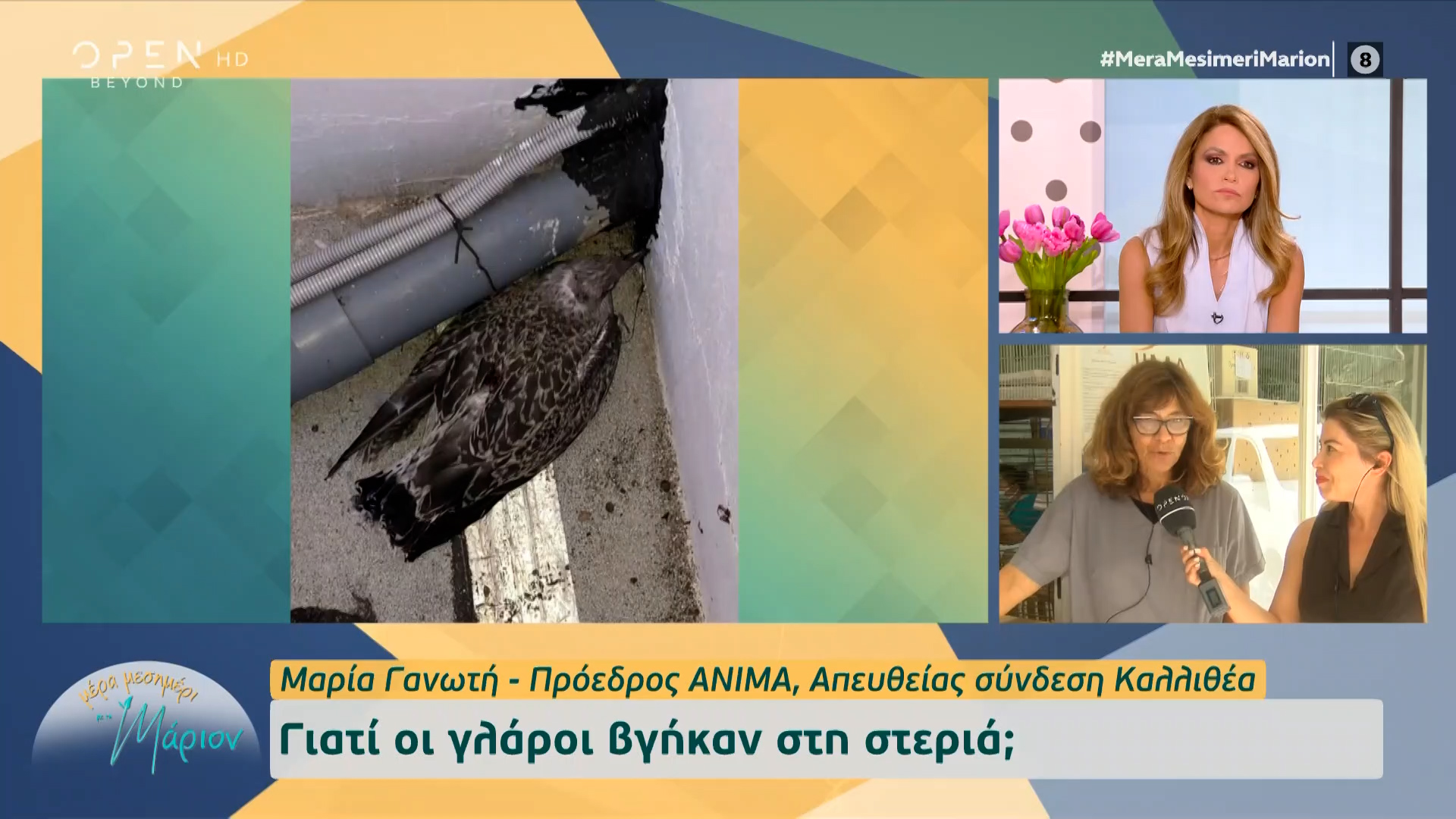 Γιατί οι γλάροι βγήκαν στη στεριά; | OPEN TV