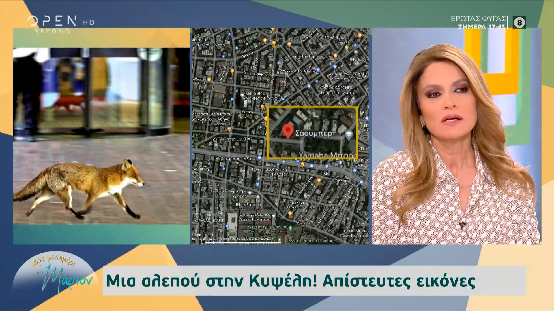 Μια αλεπού στην Κυψέλη! | OPEN TV