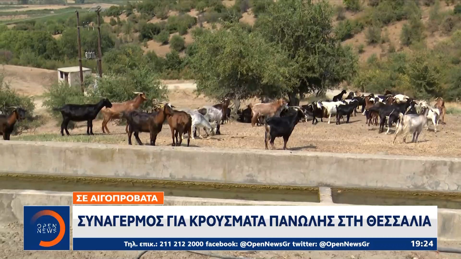 Θεσσαλία: Συναγερμός για κρούσματα πανώλης σε αιγοπρόβατα | OPEN TV