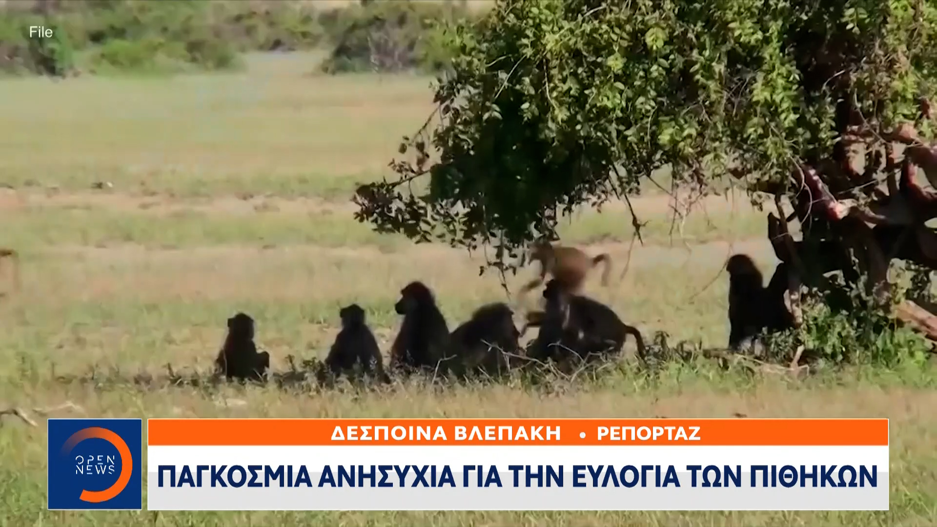 Παγκόσμια ανησυχία για την ευλογιά των πιθήκων | OPEN TV