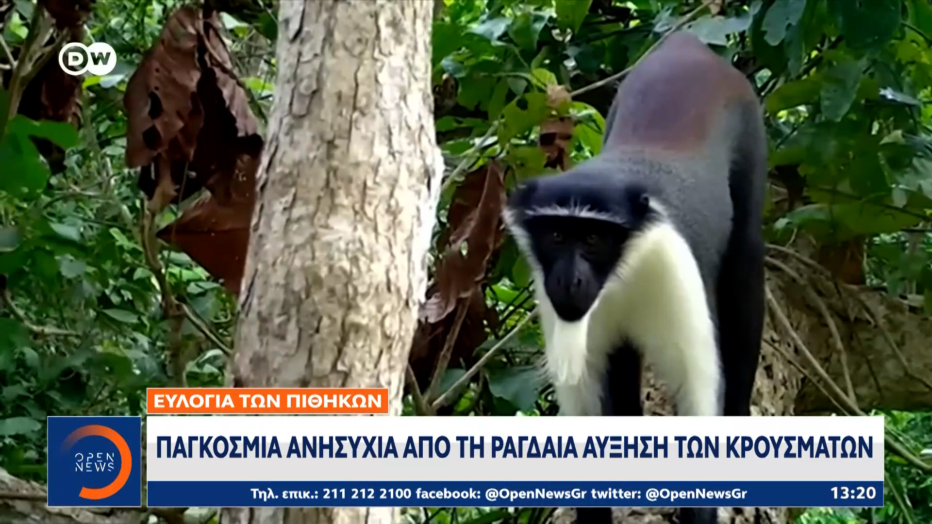 Ευλογιά των πιθήκων: Παγκόσμια ανησυχία από τη ραγδαία αύξηση των ...