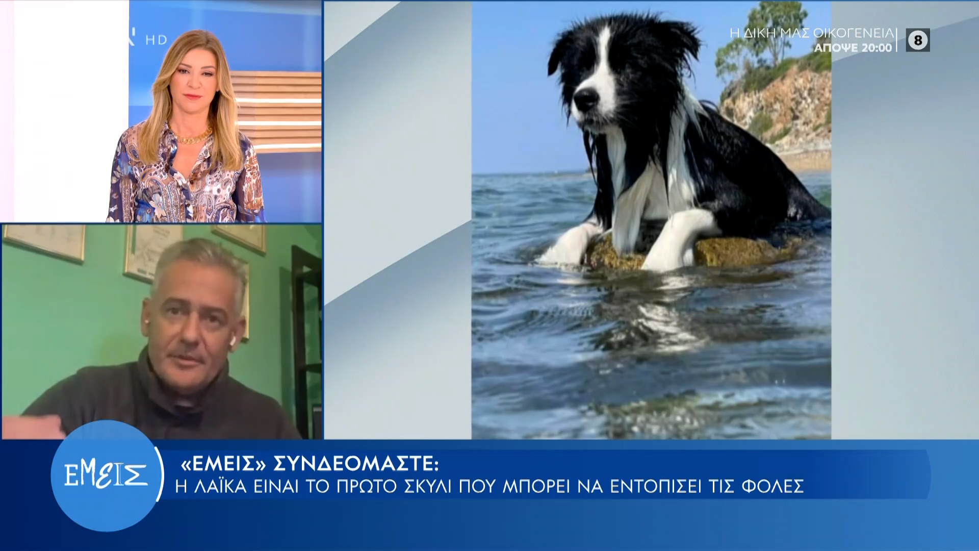 Η Λάικα είναι το πρώτο σκυλί που μπορεί να εντοπίσει τις φόλες | OPEN TV