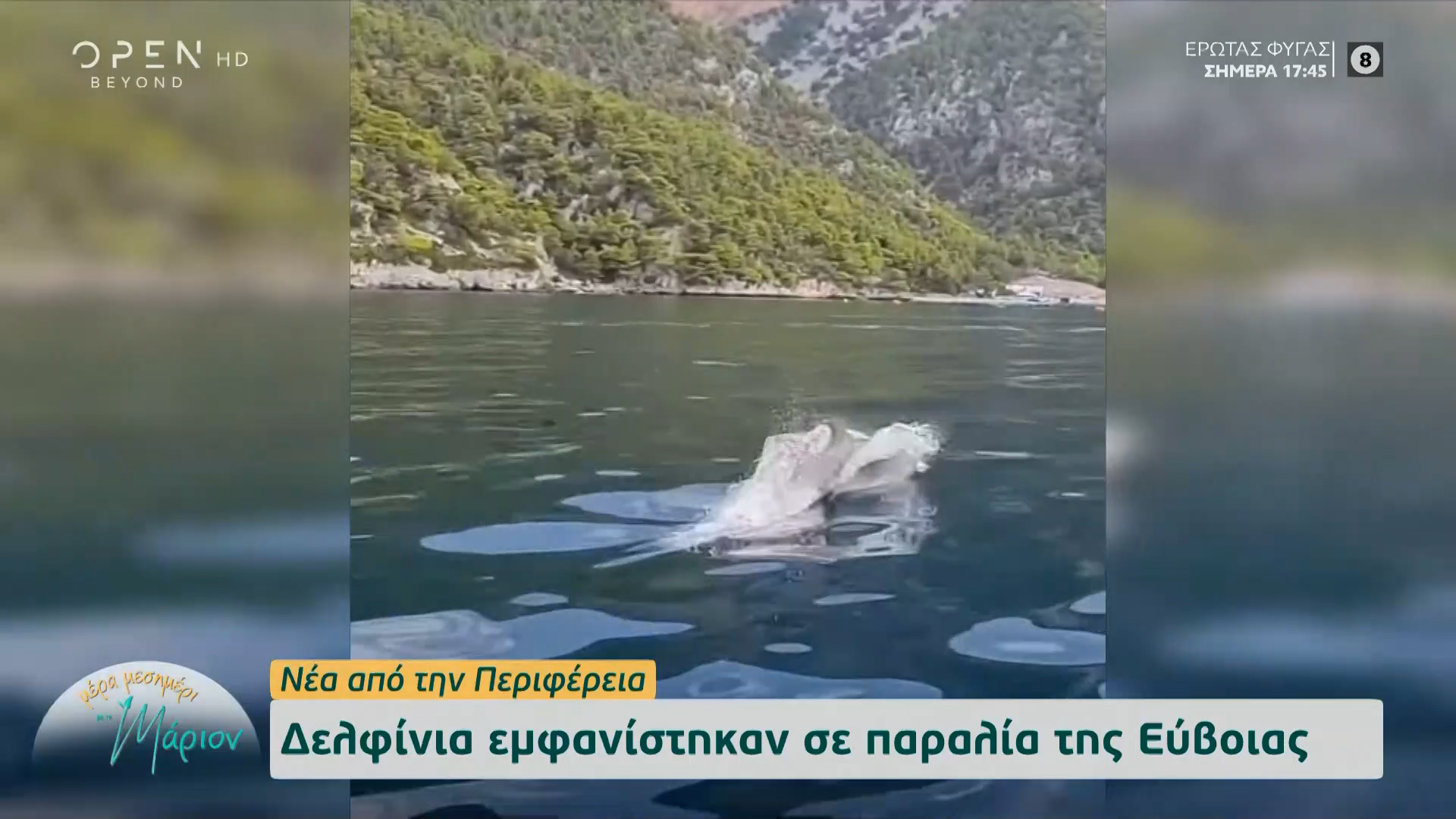 Δελφίνια εμφανίστηκαν σε παραλία της Εύβοιας | OPEN TV
