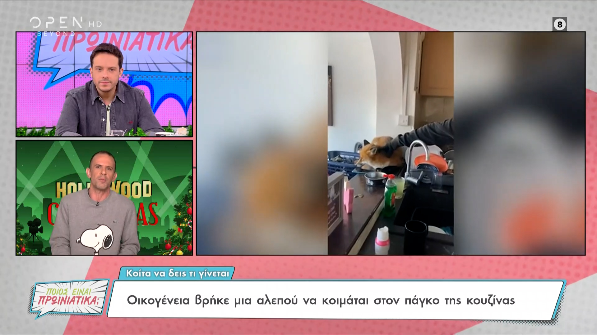 Οικογένεια βρήκε μια αλεπού να κοιμάται στον πάγκο της κουζίνας | OPEN TV