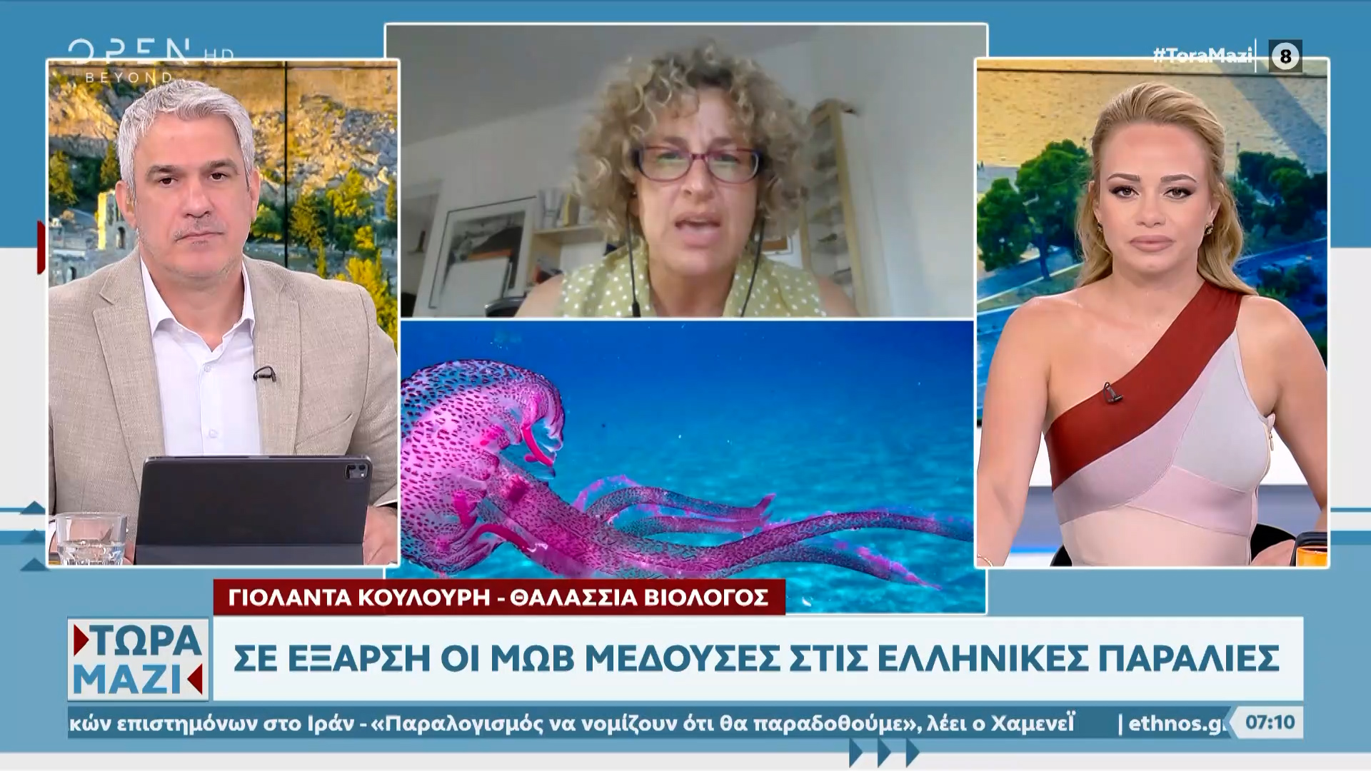 Σε έξαρση οι μωβ μέδουσες στις ελληνικές θάλασσες | OPEN TV