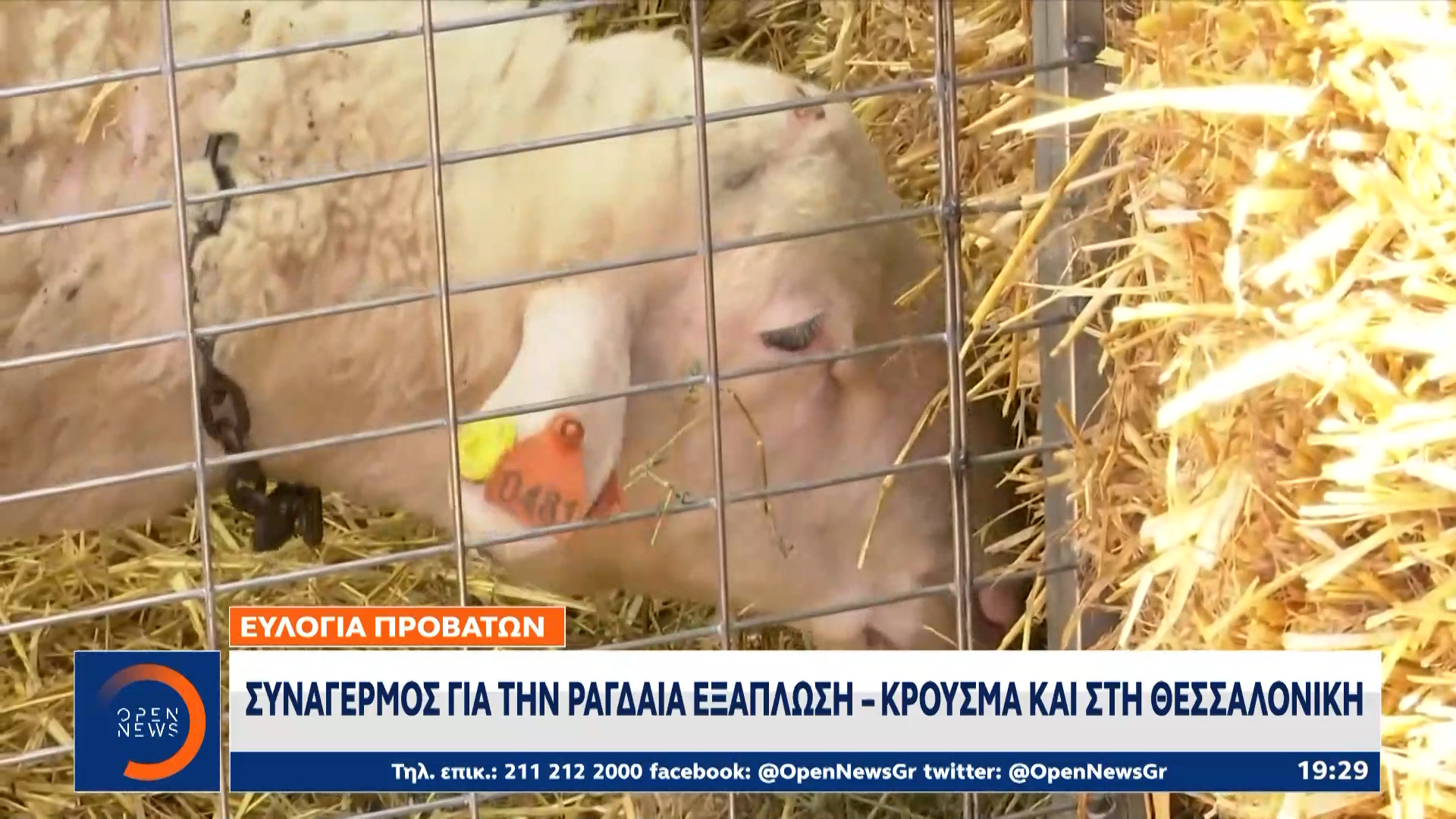 Ευλογιά προβάτων: Συναγερμός για τη ραγδαία εξάπλωση – Κρούσματα και ...