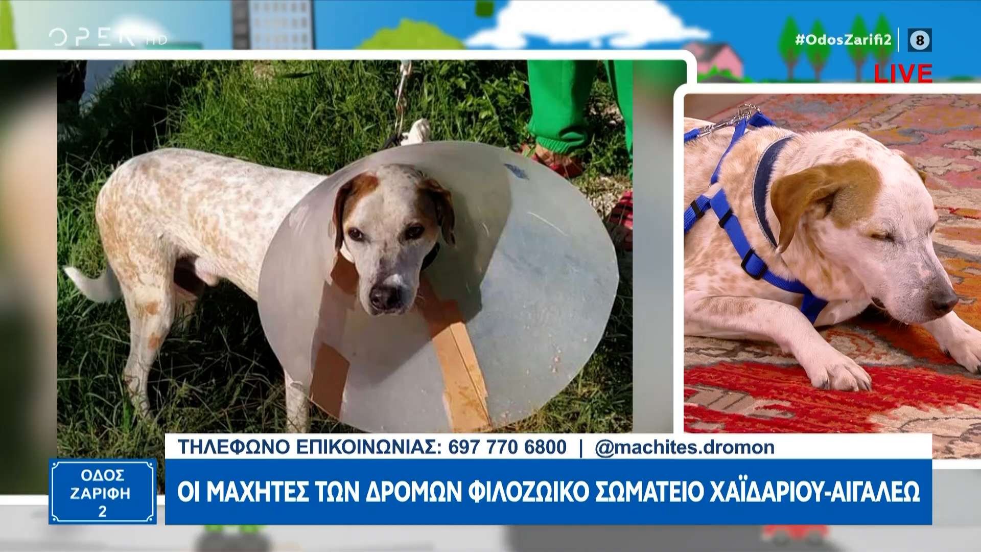 Οι μαχητές των δρόμων φιλοζωικό σωματείο Χαϊδαρίου – Αιγάλεω | OPEN TV
